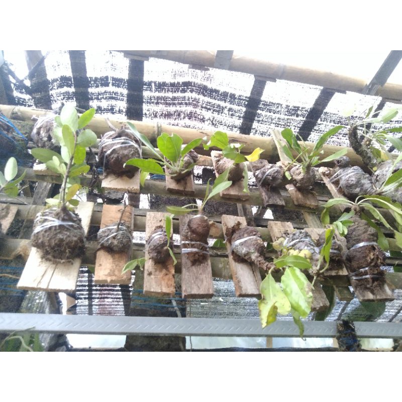 Harga Myrmecodia Terbaru September 2022 |BigGo Indonesia