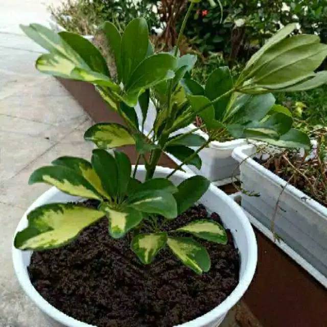 Jual TANAMAN HIAS / BIBIT BUNGA WALISONGO HIJAU / SCHEFFLERA ARBORICOLA | Shopee Indonesia