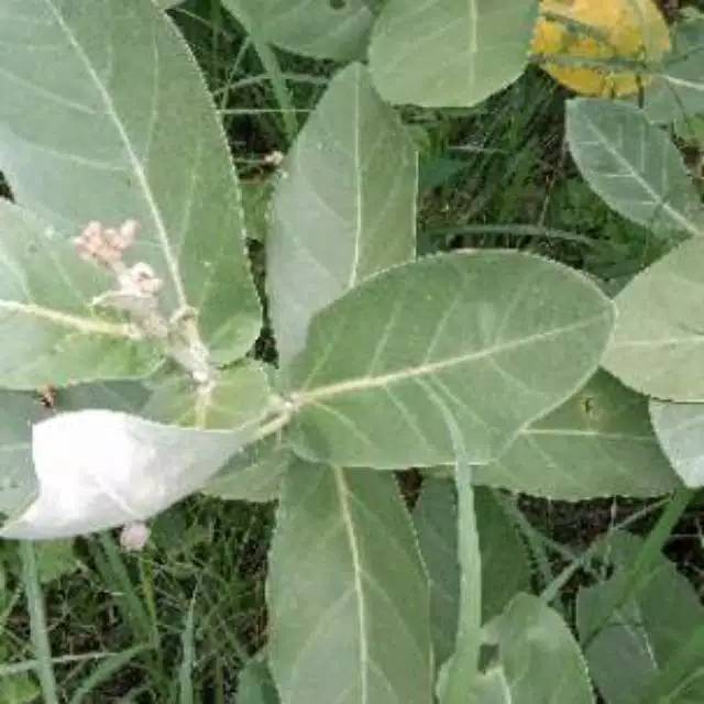 Jual Akar tanaman herbal pohon Widuri/biduri 100gram | Shopee Indonesia