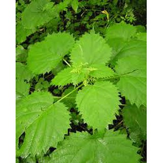 Jual Daun jelatang daun pulus segar 500 gram | Shopee Indonesia