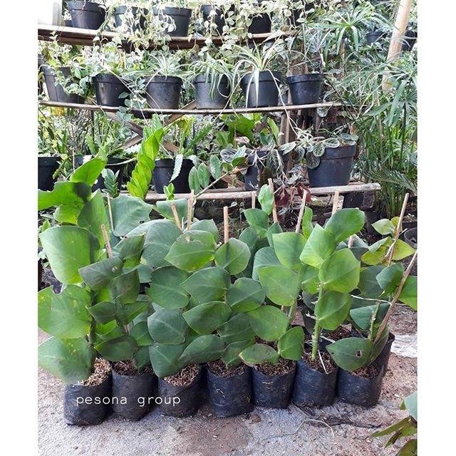 Jual tanaman dollar rambat raphidophora tanaman climbing tanaman hits ...