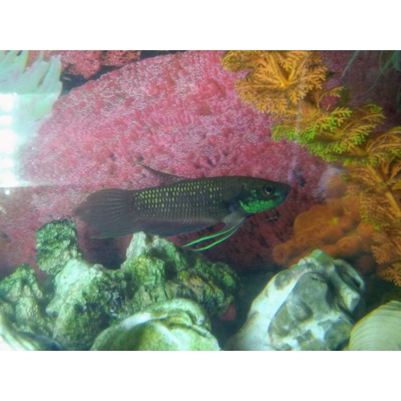 Jual wild betta cupang alam fusca sp.rantauprapat (original dari alam ...