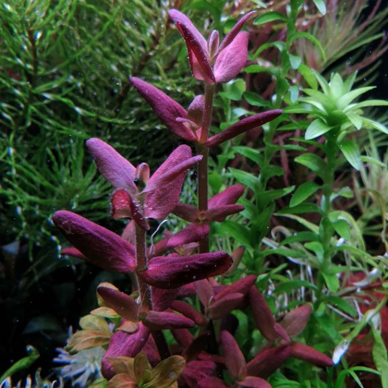 Jual bacopa salzmannii ( tanaman aquascape ) Indonesia|Shopee Indonesia