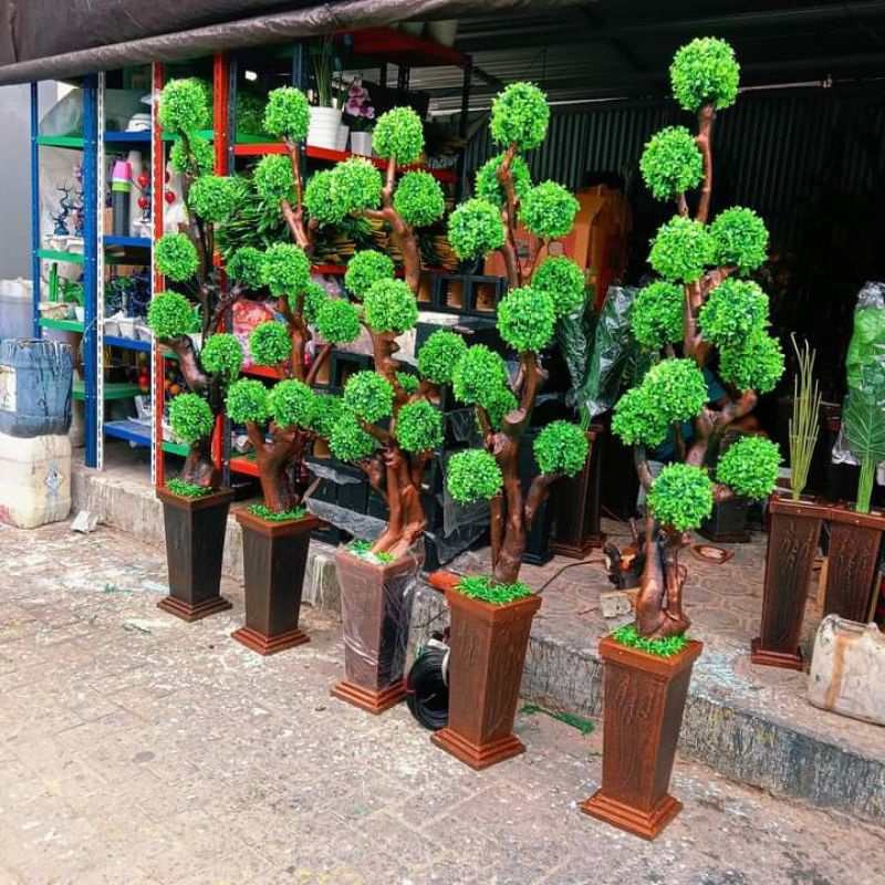 Jual POHON BONSAI BOLA BOLA ISI 10 / SAKURA RIMBUN IMPORT LENGKAP VAS ...