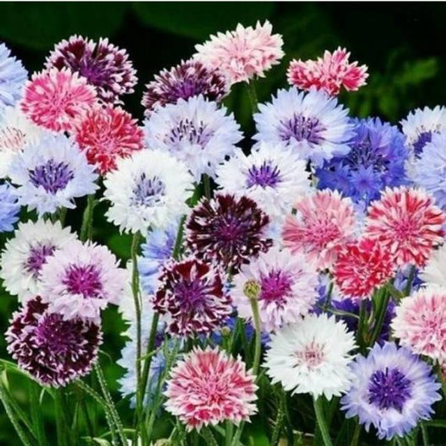 Jual Benih bunga cornflower frosty mixed | Shopee Indonesia