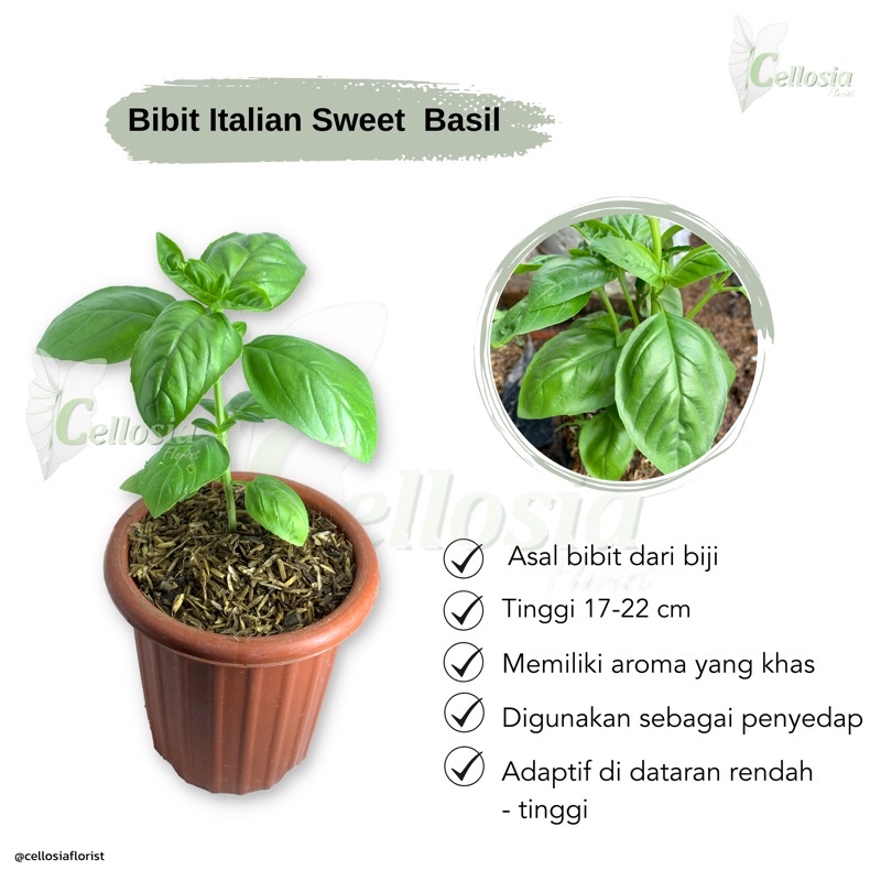 Jual basil Harga Terbaik & Termurah Maret 2023 | Shopee Indonesia