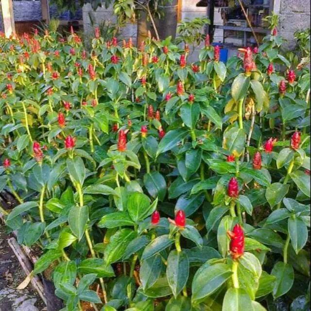 Jual Pacing Pentul/ Costus spicatus / Alpinia spicata | Shopee Indonesia