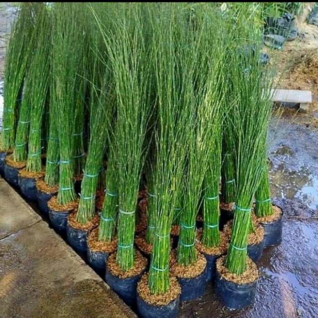 Jual Tanaman hias bambu air - bambu air | Shopee Indonesia