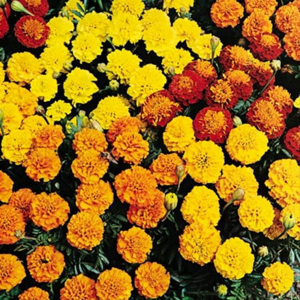 Jual 10 bunga Marigold Petite Mix French Marigold Dwarf Indonesia ...