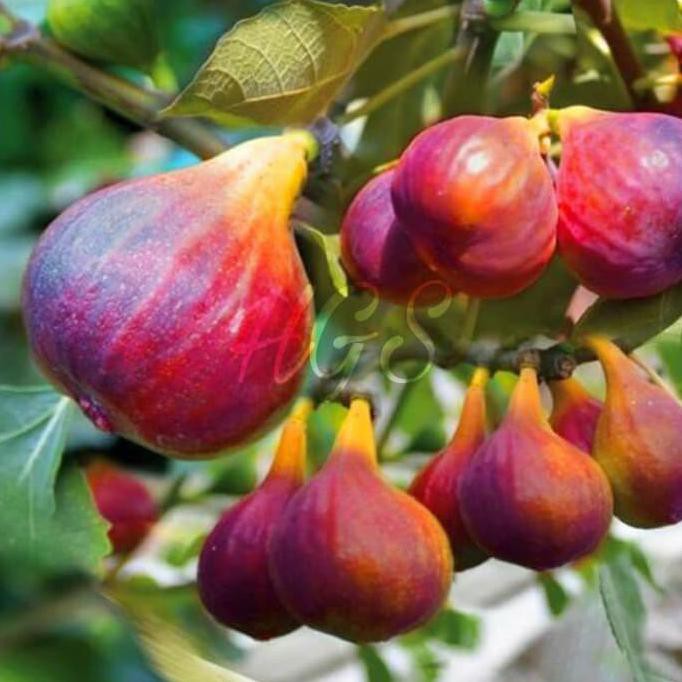 Bibit Buah tin Tanaman Buah Ara Tin Red Israel Murah | Shopee Indonesia