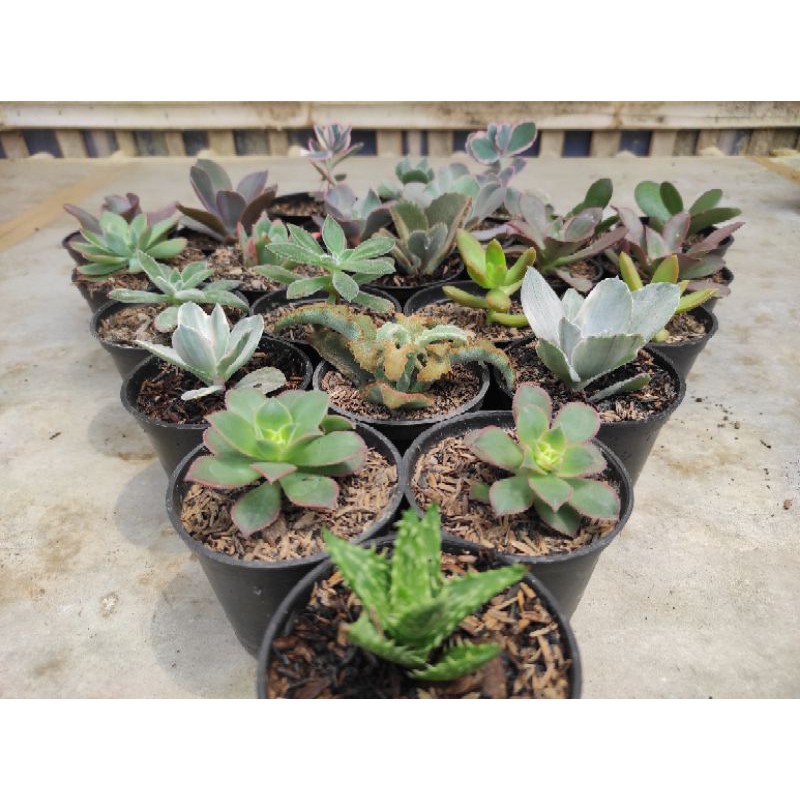 Jual Paket Grosir Mini Sukulen 25pcs Indonesia|Shopee Indonesia