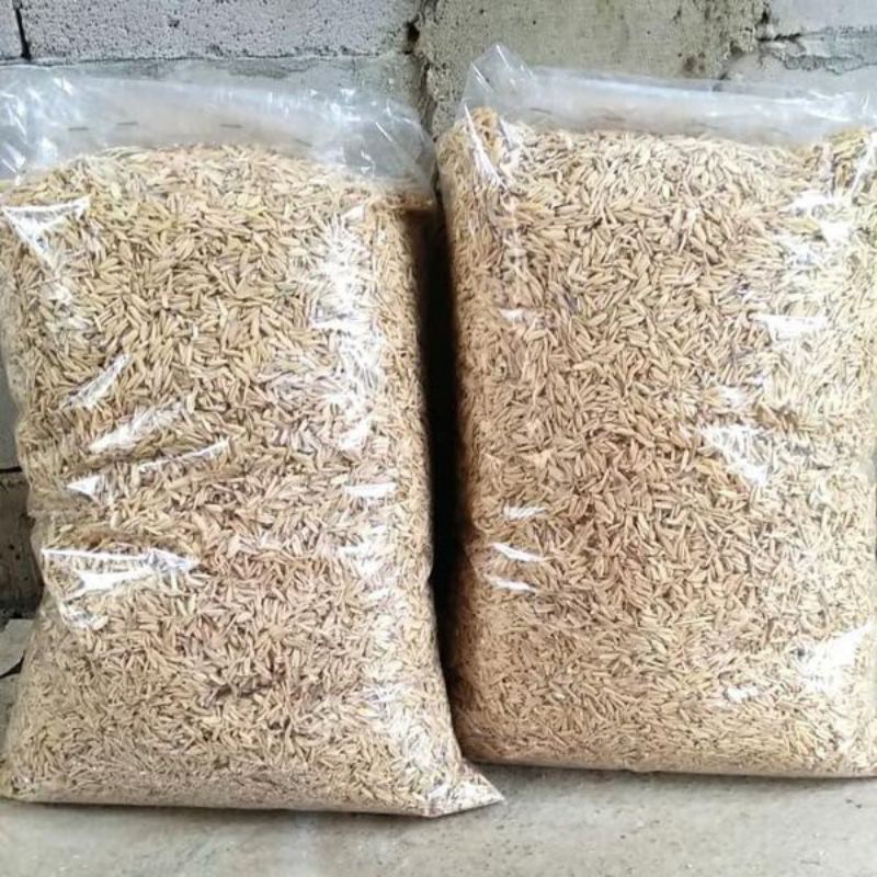 Jual Sekam padi , Kulit Padi , sekam padi mentah 1 kg , media tanam ...