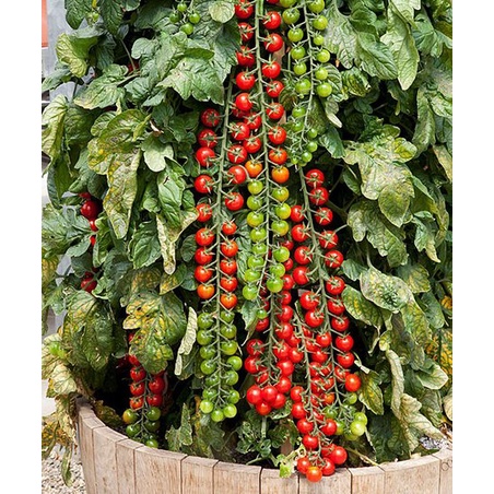 Jual Kedai 8 Benih Biji Buah Tomat Ceri Merah Bulat Terong Kaluwat ...