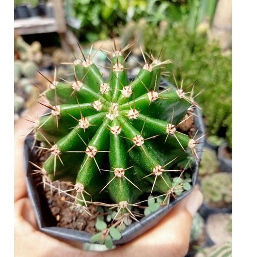 Jual Kaktus echinopsis oxygona/katus mini/kaktus ownroot | Shopee Indonesia