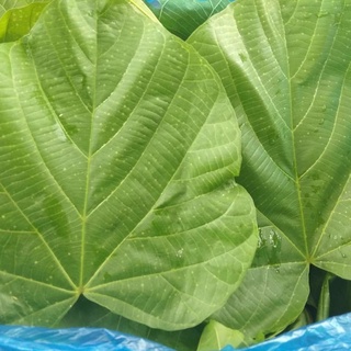 Jual Daun Paliasa Segar (100 Lembar) | Shopee Indonesia