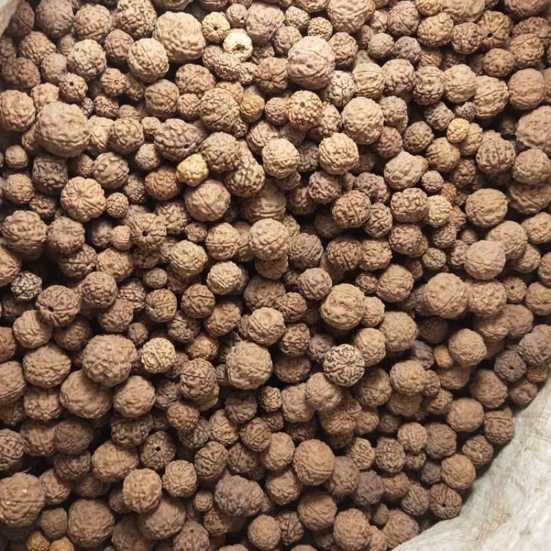 Jual Buah Jenitri Terlengkap & Harga Terbaru Maret 2023 | Shopee Indonesia