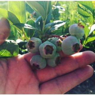 Jual bibit blueberry Jan fruit(COD) | Shopee Indonesia