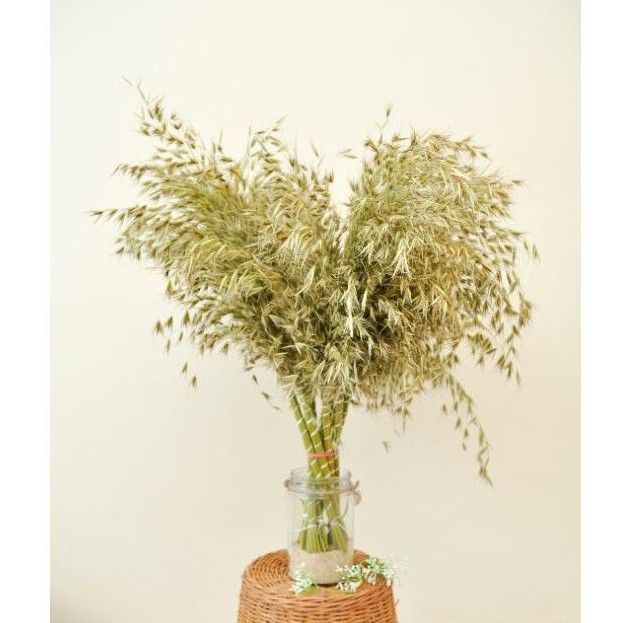 Jual Bunga kering padi padian / mirip padi-padian / dried pampas ...