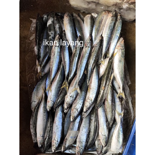 Jual Ikan Layang Terlengkap & Harga Terbaru Desember 2022 | Shopee ...