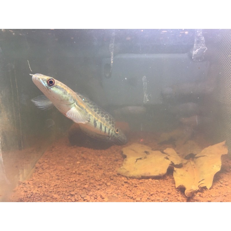 Harga Snakehead Terbaru Oktober 2021 | BigGo Indonesia