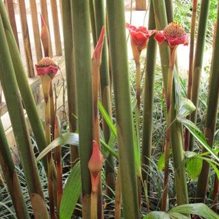 Jual Pjr Bibit Tanaman Honje Kecombrang,Honje Merah,Tanaman Herbal ...