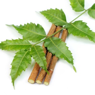 Jual Teh Daun Mimba Daun Intaran Daun Mindi Neem Tree Azadirachta ...