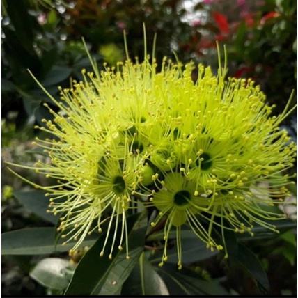 Jual Bibit Bunga Santos Lemon Terbaru!! | Shopee Indonesia