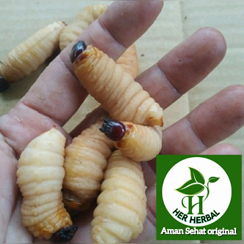 Jual Ulat sagu ulat konsumsi dan umpan mancing ikan per 15 ekor dan ...