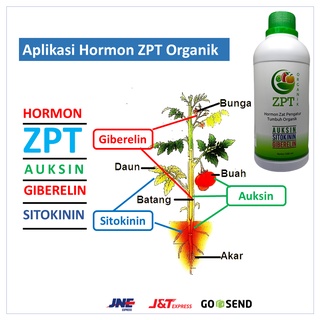 Jual Hormon Penyubur Tanaman ZPT Organik Zat Pengatur Tumbuh Kandungan ...