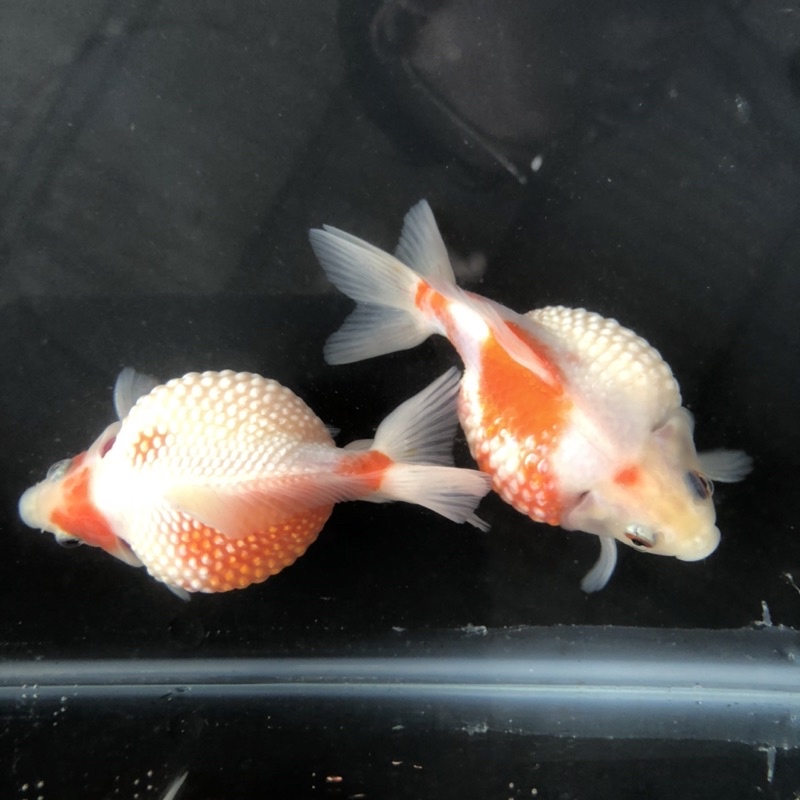 Jual Ikan Hias Mas Koki Mutiara besar | Shopee Indonesia