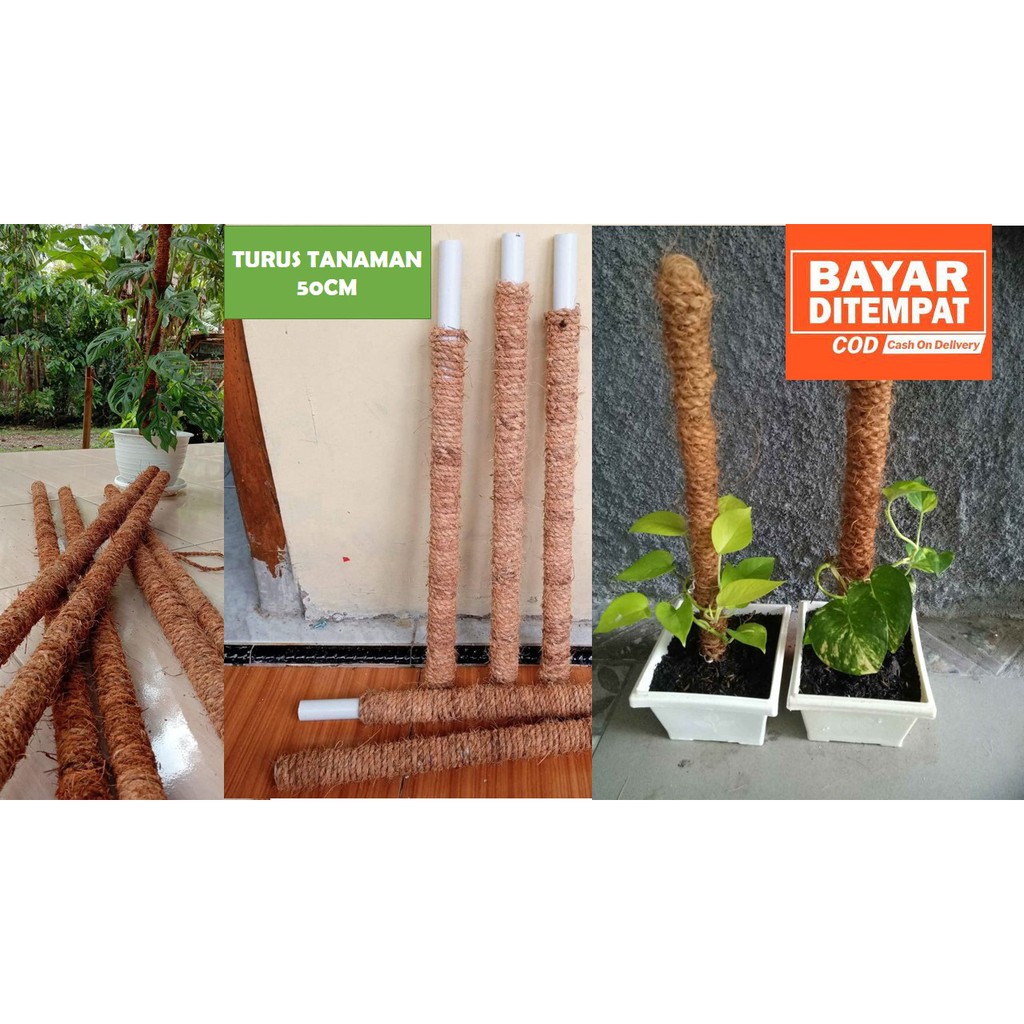 Jual Turus Penyangga Tanaman Rambat 50cm Tiang Rambatan Pohon Dari ...