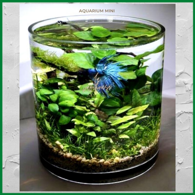 Jual Paket Fullset aquarium mini ikan Cupang / ikan cupang / Aquascape ...
