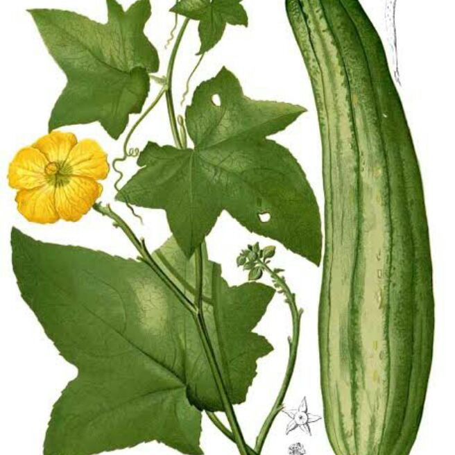 Jual benih,biji pohon belustru Atau oyong lopang (10 butir/biji ...