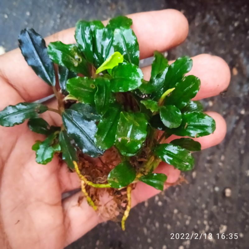 Jual Bucephalandra Boyan Tanaman Aquascape | Shopee Indonesia