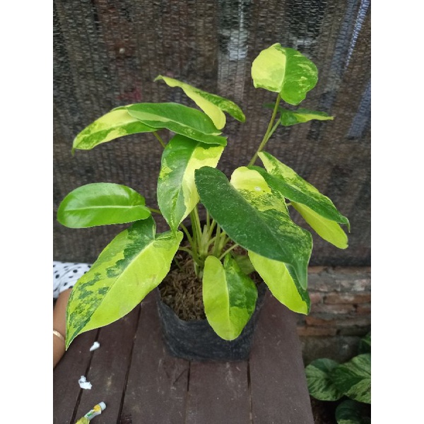 Jual tanaman hias pilo burlemarx varigata kuning | Shopee Indonesia