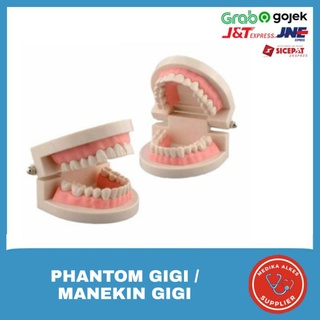Jual Manekin Gigi / Model Studi Gigi / Phantom Gigi / Dental Model ...