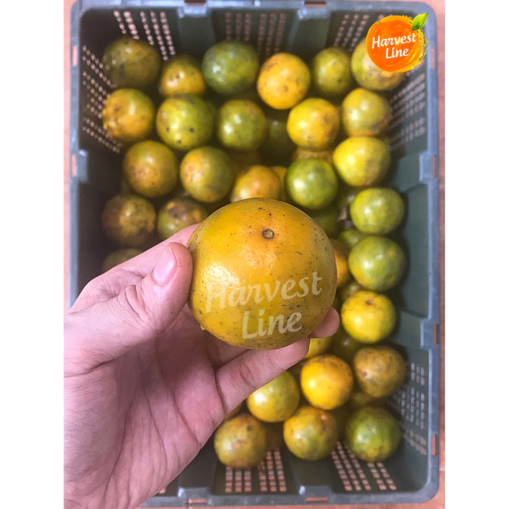 Jual BUAH JERUK PERAS PONTIANAK AB ukuran BESAR 500 gram [HARVEST LINE ...