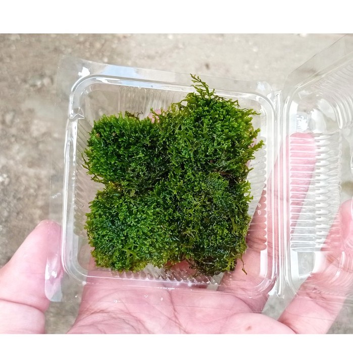 Jual Moss Ricardia | Tanaman Aquascape | Per-Mika 6 x 6 cm | Sehat ...