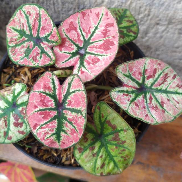 Produk Hansa Plant | Shopee Indonesia