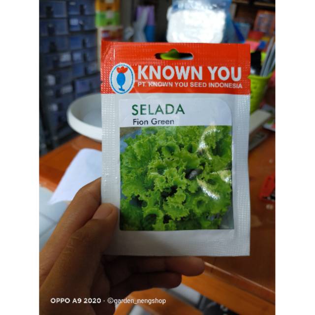 Jual Benih Bibit Selada Fion Green Known You Seed 5 Gram Selada KYS ...