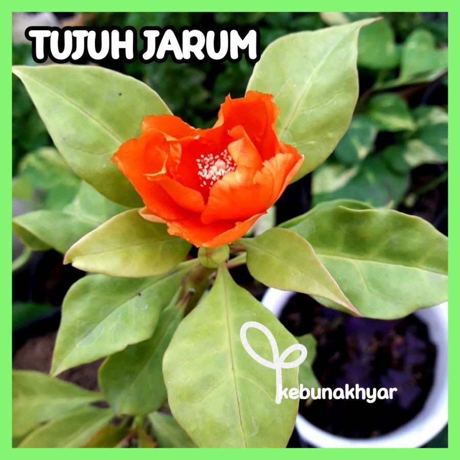 Jual Tujuh Jarum Tanaman Herbal Seribu Jarum Duri Tujuh Bilah Tanaman ...