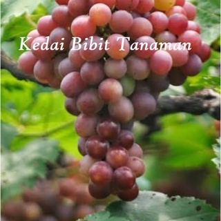 Jual Bibit Anggur Lokal Isabella | Shopee Indonesia