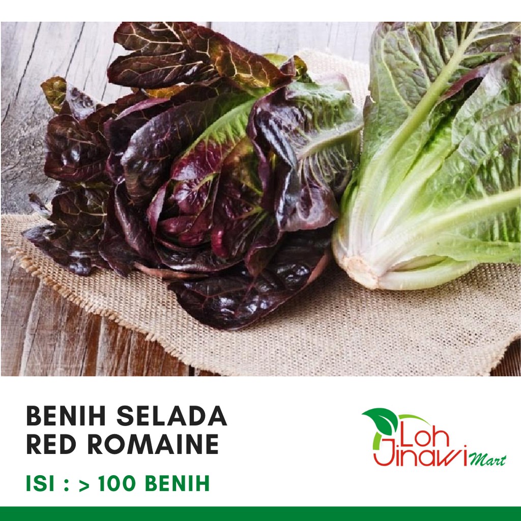 Jual Benih Selada Red Romaine Merah Kemasan Hemat Murah Isi Lebih dari ...