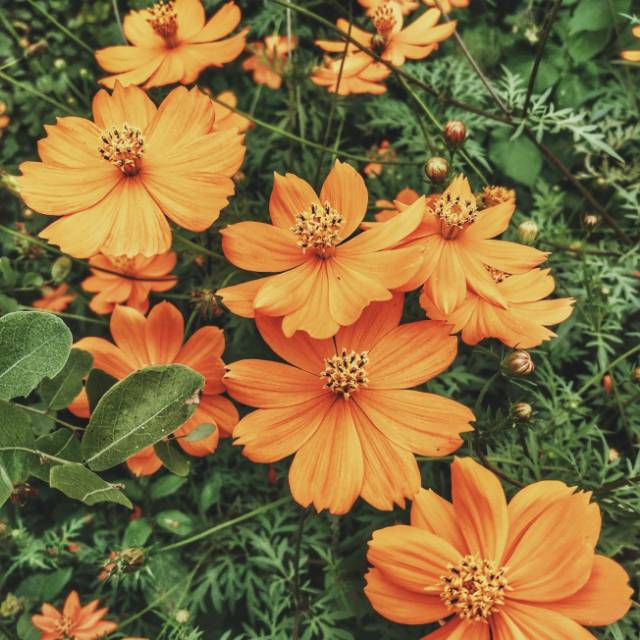 Jual Benih bunga kenikir cosmos kuning isi 20 Biji Indonesia|Shopee ...