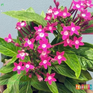 Jual Tanaman hias pentas bunga ungu - pentas lanceolata purple | Shopee ...