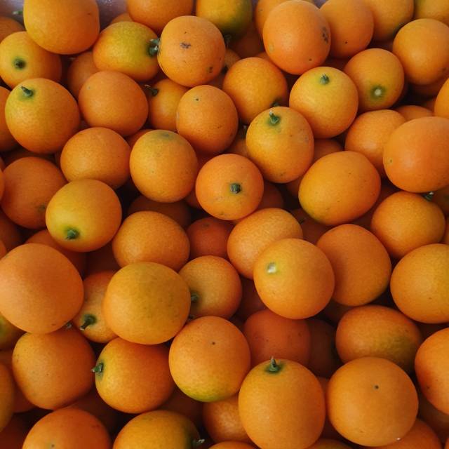 Jual Jeruk Kimkit Emas Kumquat Fresh Per Dus | Shopee Indonesia