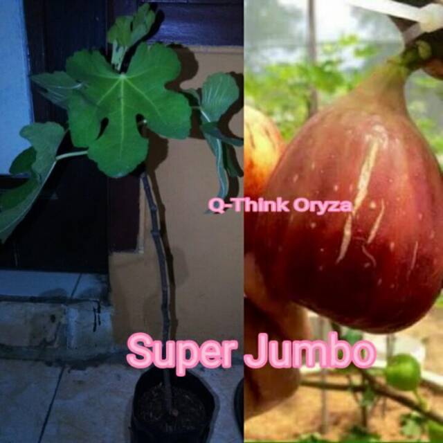 Jual Pohon Tin atau ara super jumbo siap buah | Shopee Indonesia