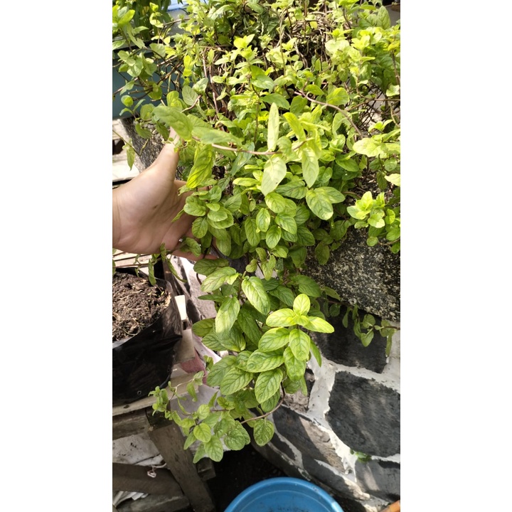 Jual POHON DAUN MINT HIDROPONIK DEWASA, MATANG SUPER RIMBUN | Shopee ...