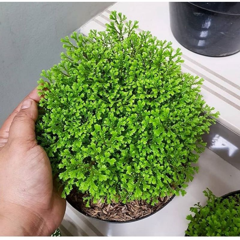 Jual bunga papua Harga Terbaik & Termurah Maret 2023 | Shopee Indonesia