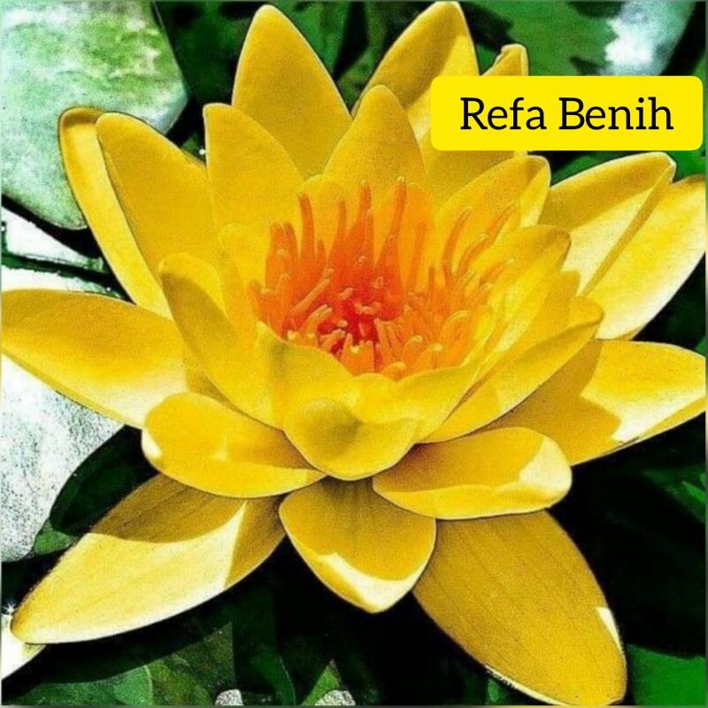 Jual Biji Benih Tanaman Teratai Yellow Banana F1 Import / Benih Langkah ...